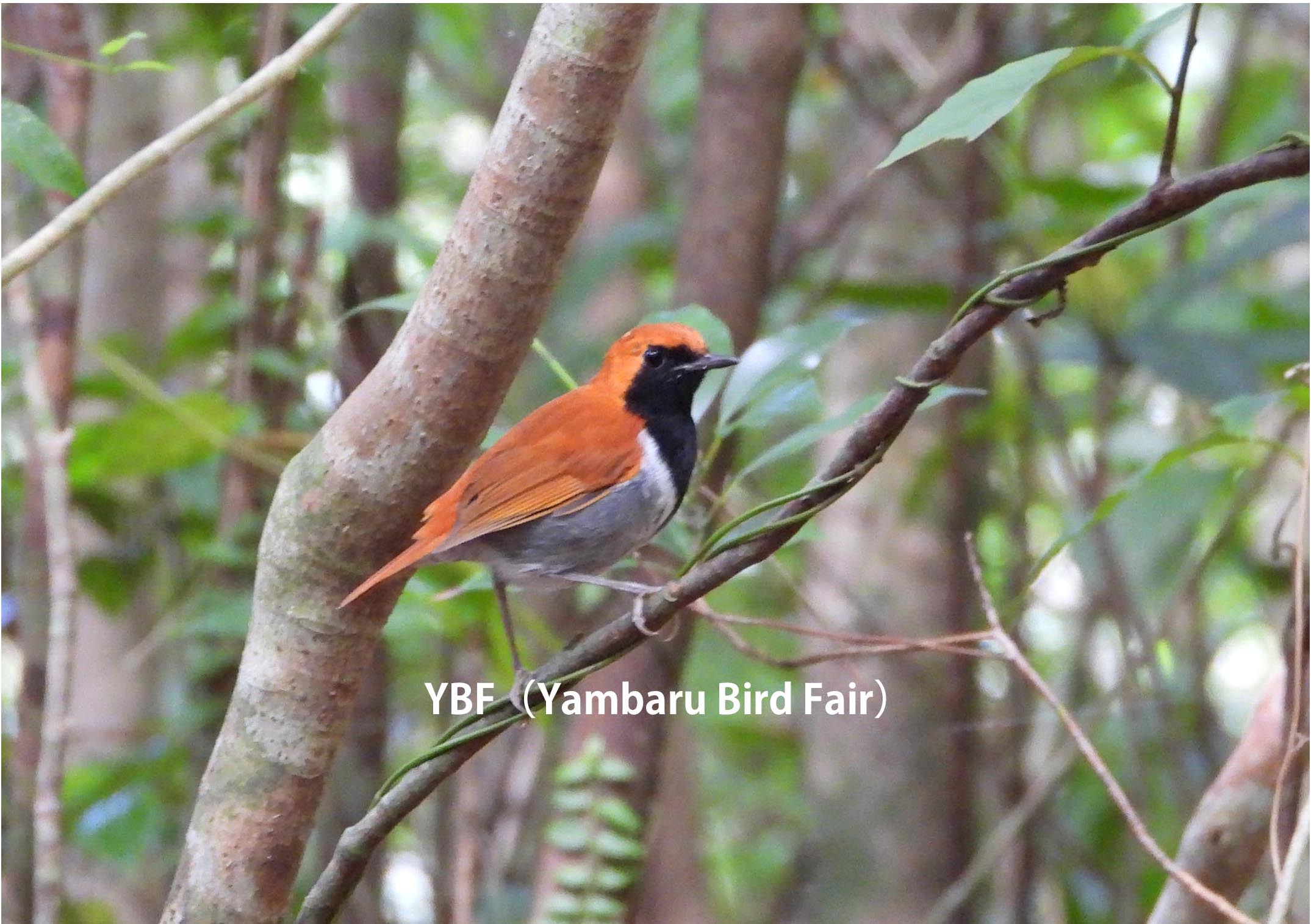 YBF (Yambaru Bird Fair) Okinawa – 沖縄やんばる（Yambaru)にあるバーダーの為の情報交換ホームページです