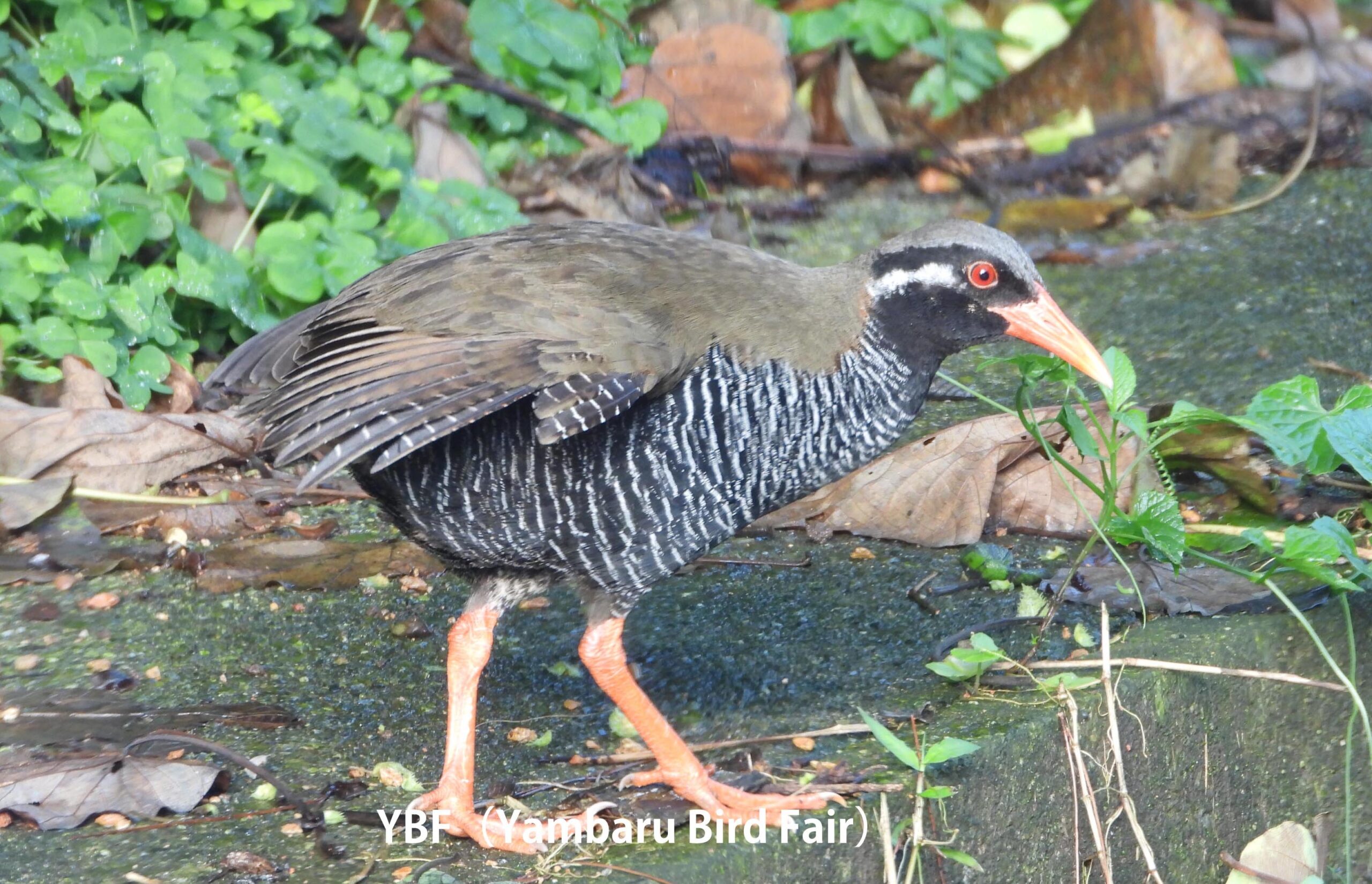 YBF (Yambaru Bird Fair) Okinawa – 沖縄やんばる（Yambaru)にあるバーダーの為の情報交換ホームページです